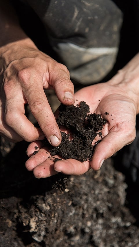 So erkennt man einen gesunden Boden